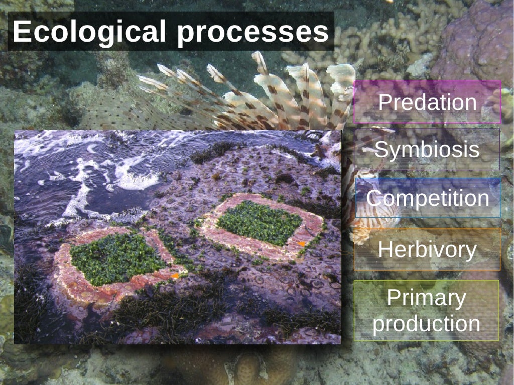 Ecological processes Predation Symbiosis Competition