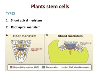 Plant Stem Cell Diagram