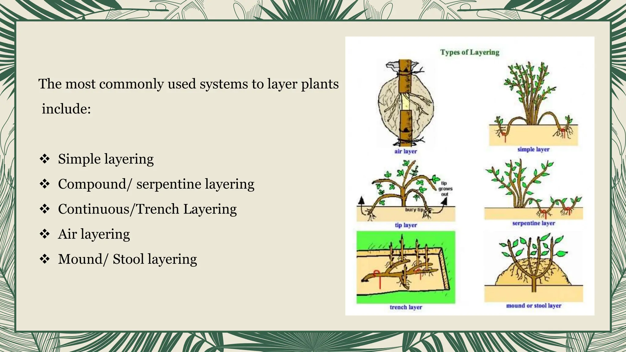 Layering techniques in botany, its types | PPTX