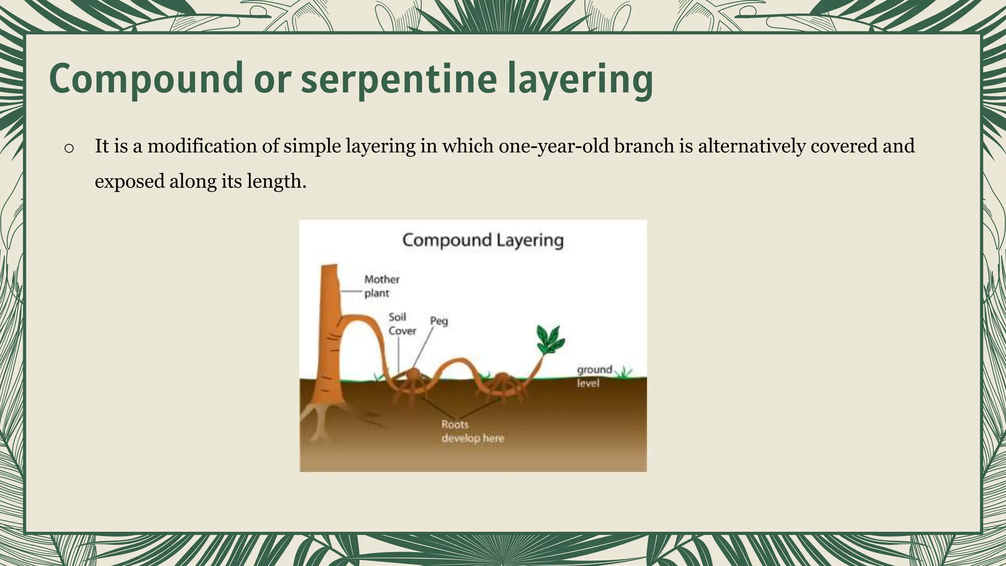 Layering techniques in botany, its types | PPTX