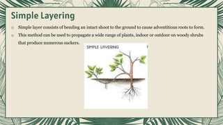 Layering techniques in botany, its types | PPTX