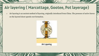 Layering techniques in botany, its types | PPTX