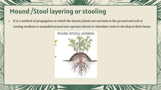Layering techniques in botany, its types | PPTX