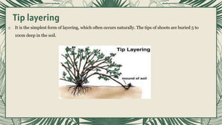 Layering techniques in botany, its types | PPTX