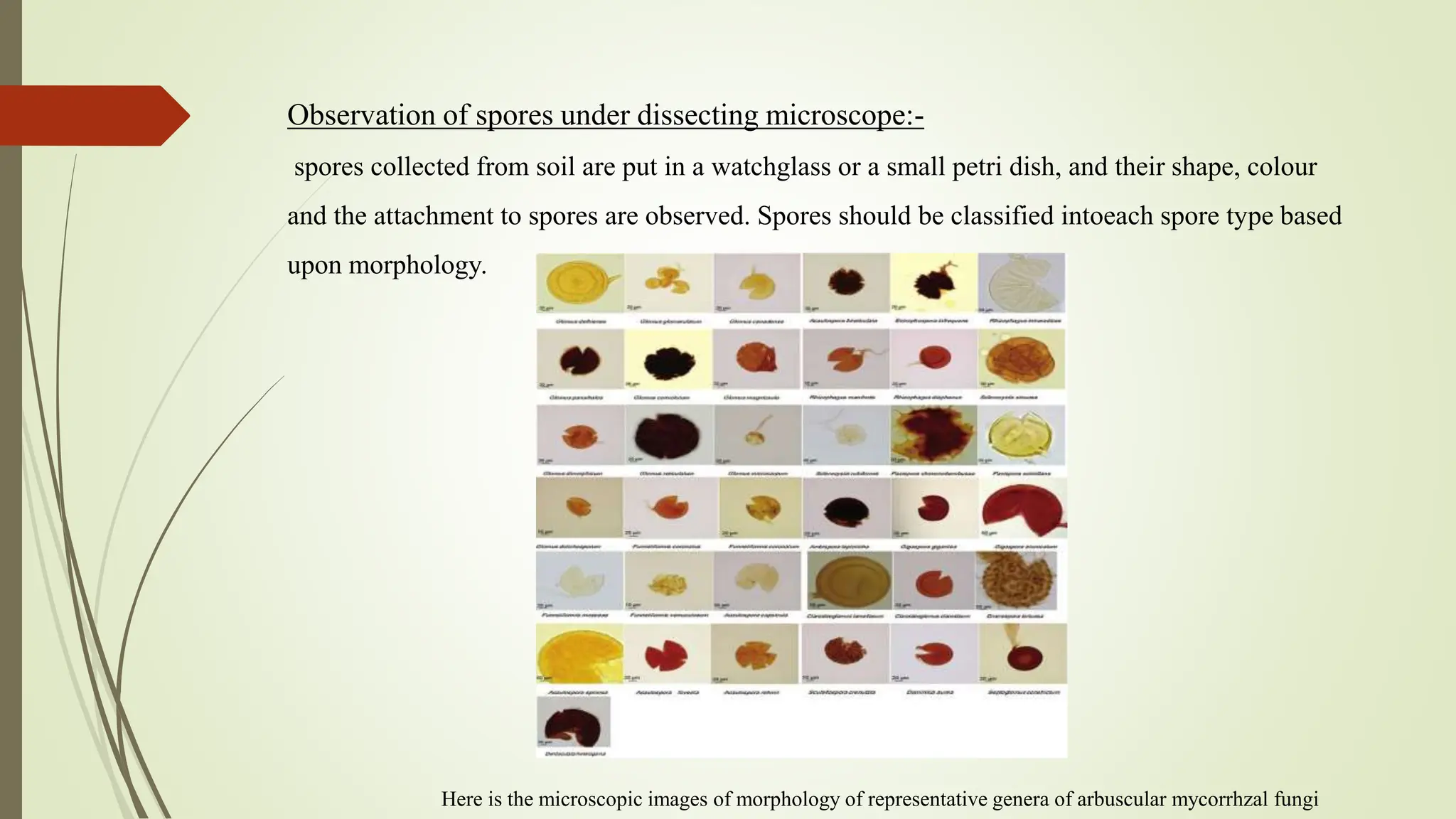 Isolation of AMF by wet sieving and decantation method pptx | PPTX