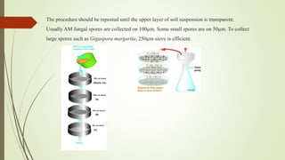 Isolation of AMF by wet sieving and decantation method pptx | PPTX
