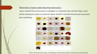 Isolation of AMF by wet sieving and decantation method pptx | PPTX