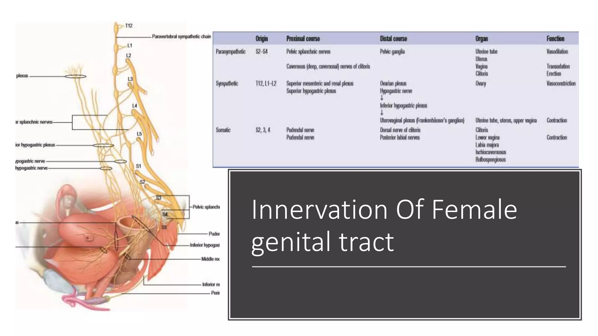 Gowthams 2nd Ca Cervix Anatomy Ppt