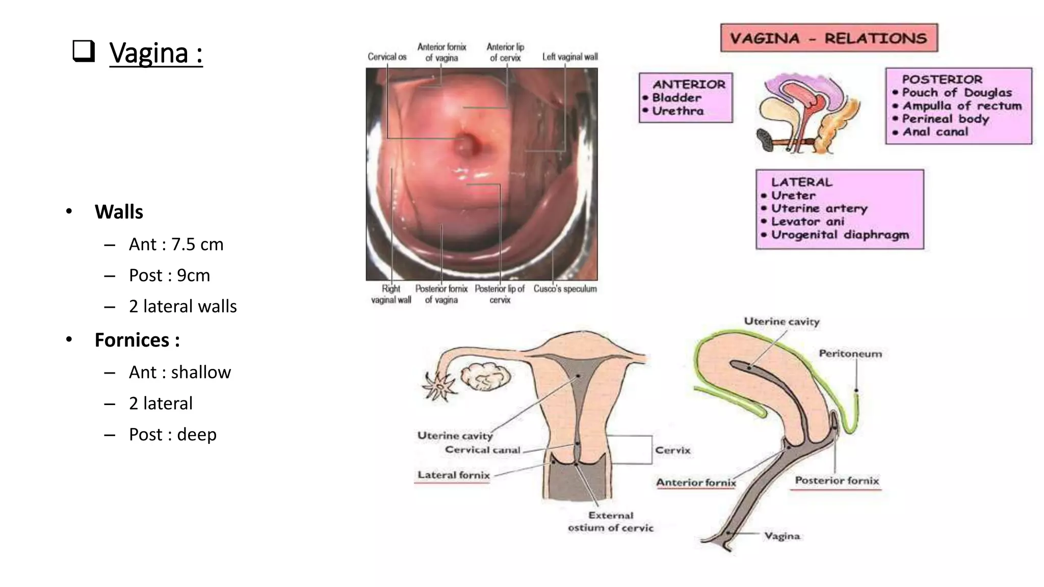Gowtham's 2nd ca cervix anatomy | PPT