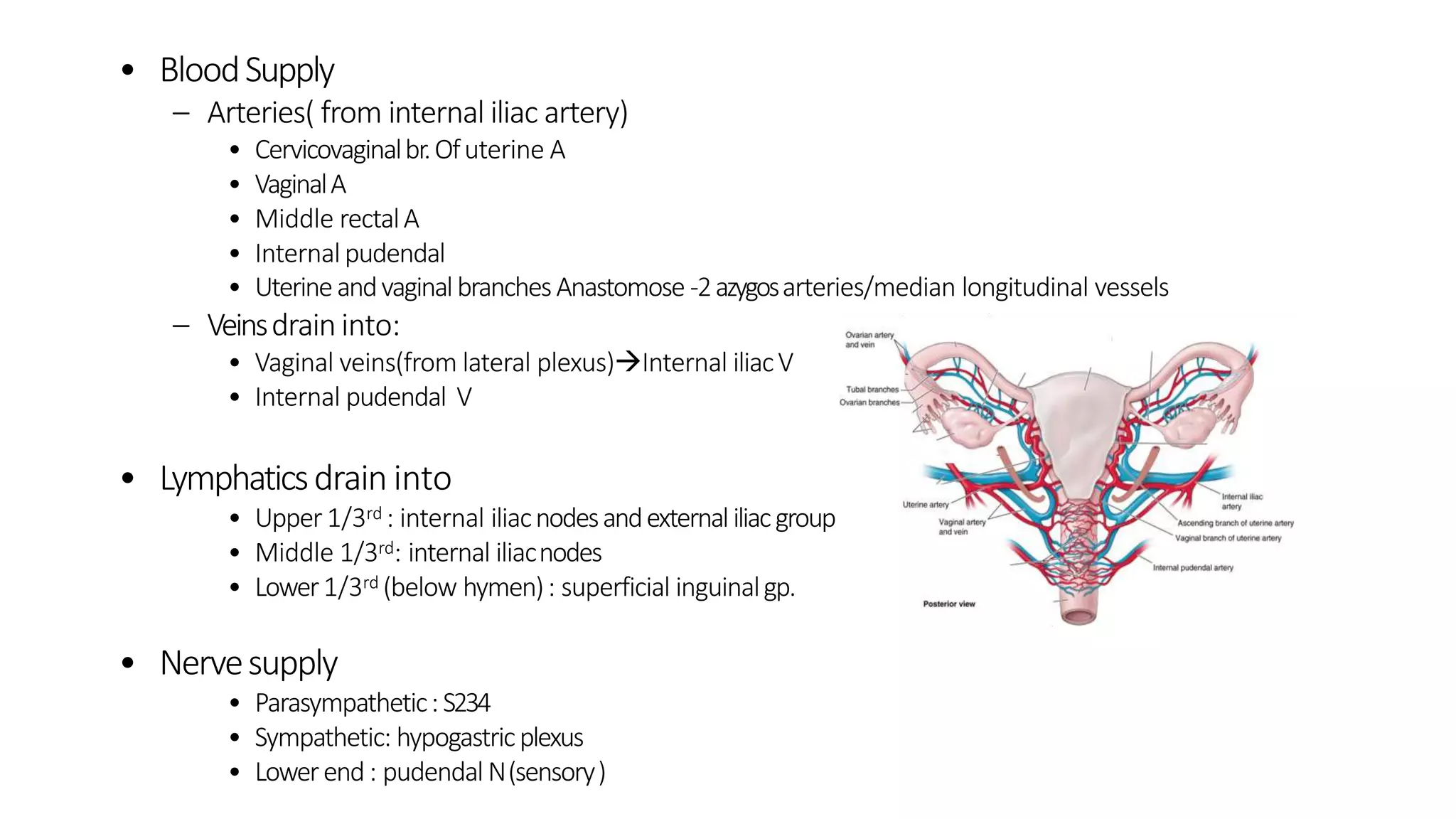 Gowtham's 2nd ca cervix anatomy | PPT