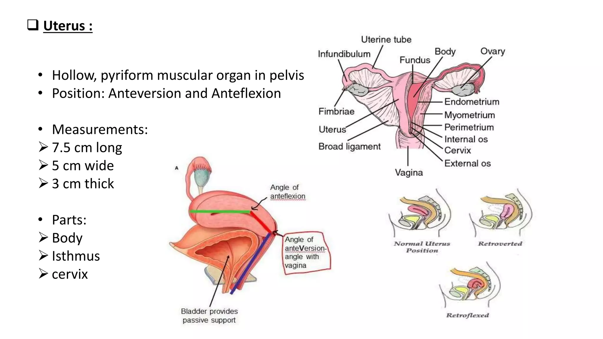 Gowtham's 2nd ca cervix anatomy | PPT