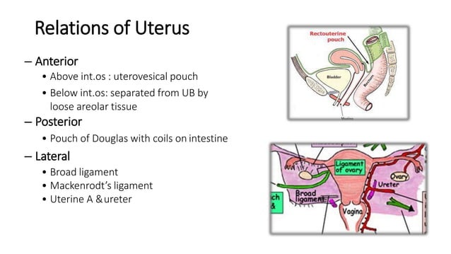 Gowtham's 2nd ca cervix anatomy | PPT