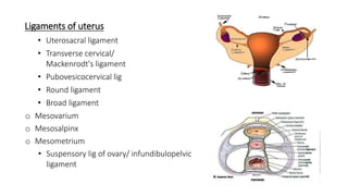 Gowtham's 2nd ca cervix anatomy | PPTX