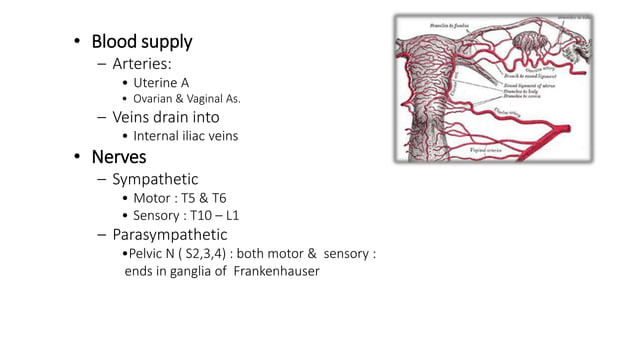 Gowthams 2nd Ca Cervix Anatomy Ppt