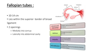 Gowtham's 2nd ca cervix anatomy | PPT