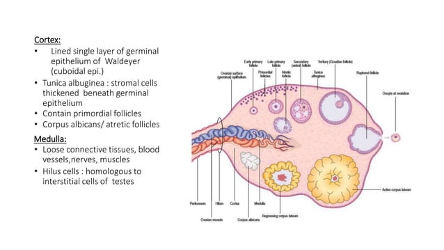 Gowtham's 2nd ca cervix anatomy | PPT