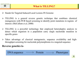 TILLING and Eco-TILLING for crop improvement | PPT