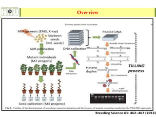 TILLING and Eco-TILLING for crop improvement | PPT