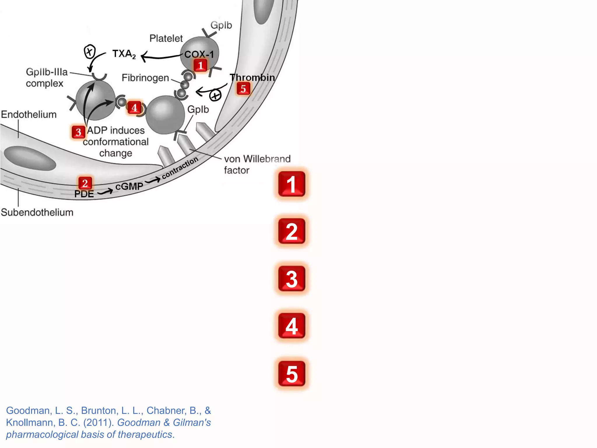 Glycoprotein IIb/IIa inhibitors | PPTX