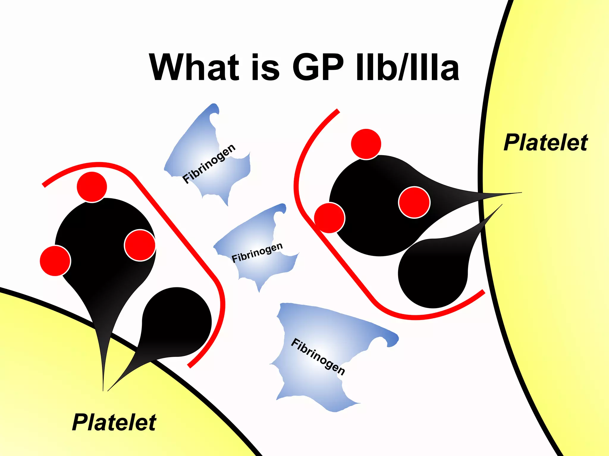 Glycoprotein IIb/IIa inhibitors | PPT