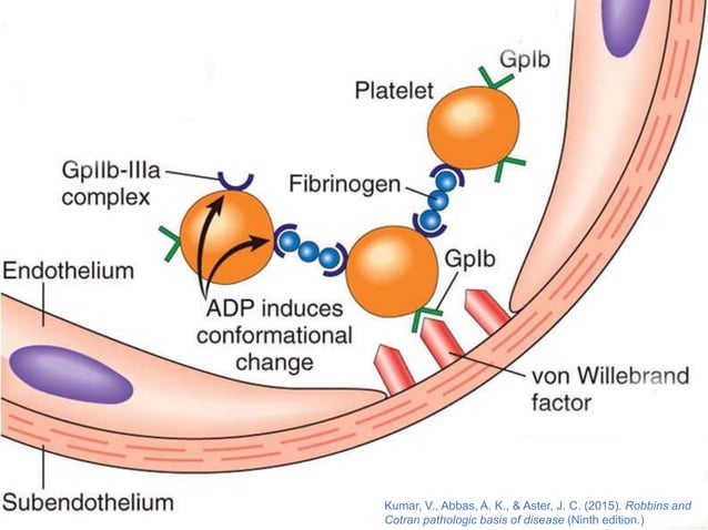 Glycoprotein IIb/IIa inhibitors | PPT