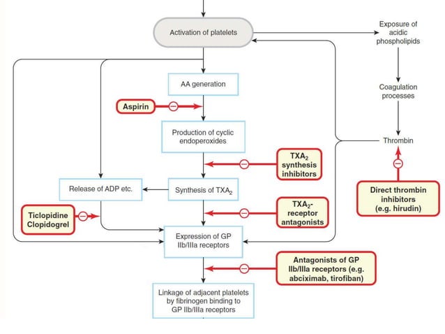 Glycoprotein IIb/IIa inhibitors | PPT