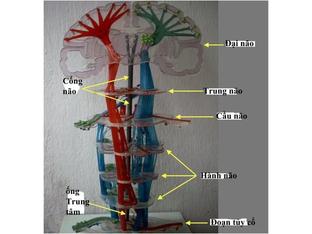 CHÚ THÍCH GIẢI PHẪU NÃO - THẦN KINH | PPT