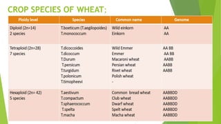 BREEDING FOR QUALITY TRAITS IN DURUM WHEAT | PPTX