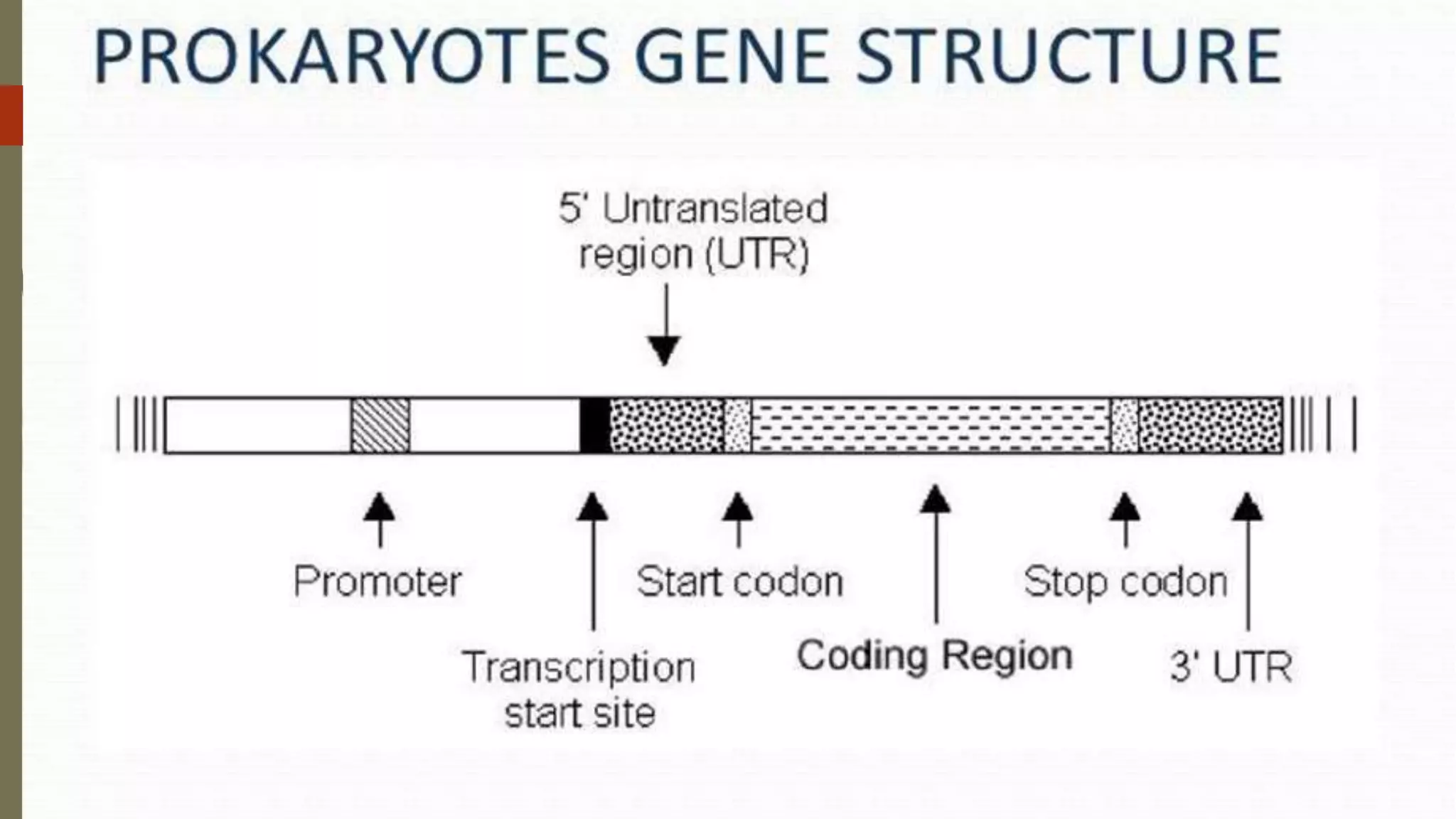 Ultra fine structure of gene | PPTX