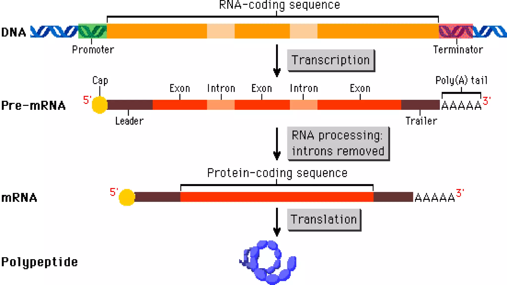 Ultra fine structure of gene | PPTX