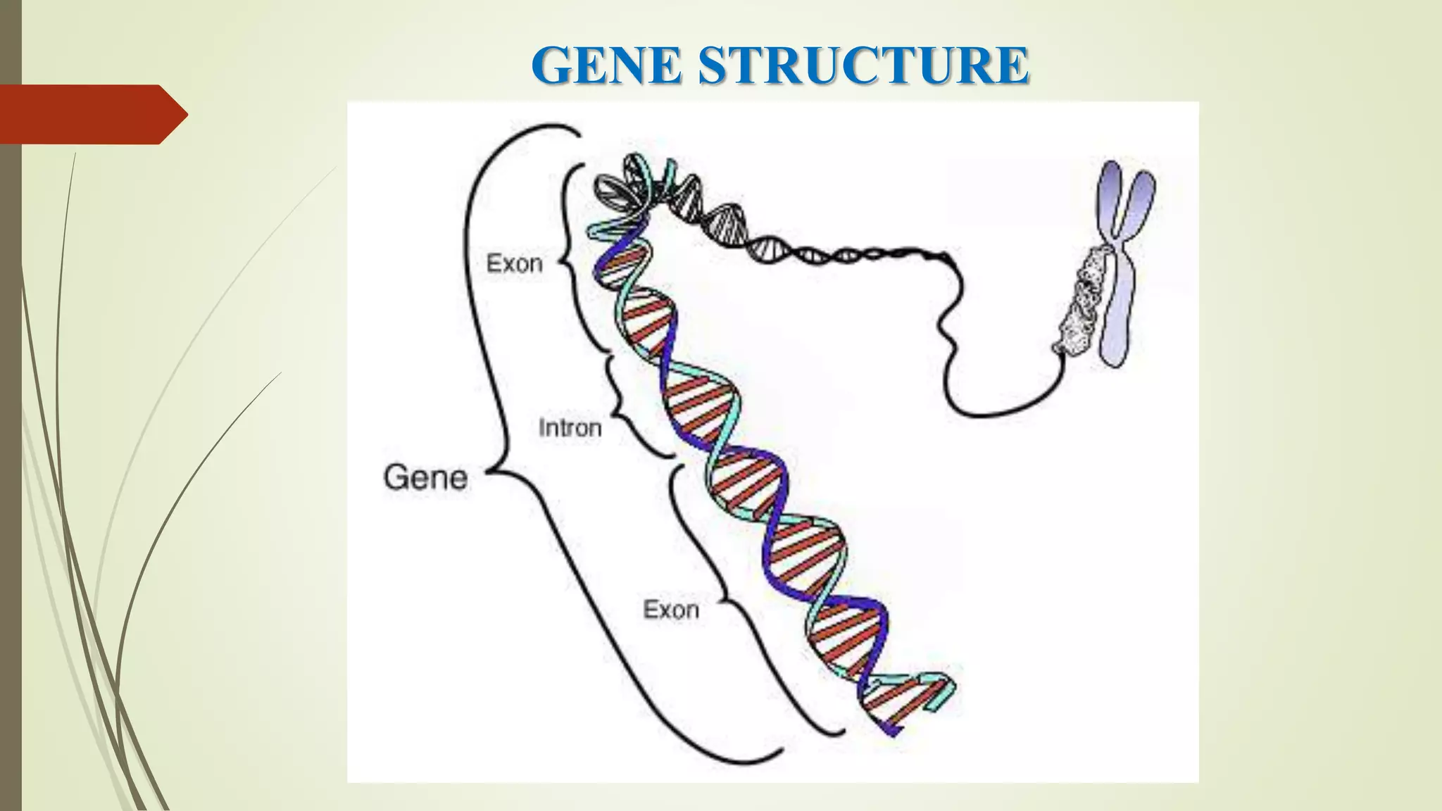 Ultra fine structure of gene | PPTX | Genetics | Science