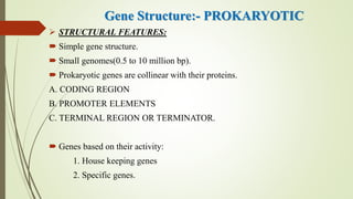 Ultra fine structure of gene | PPTX | Genetics | Science