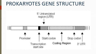 Ultra fine structure of gene | PPTX
