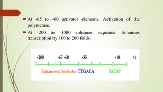 Ultra fine structure of gene | PPTX