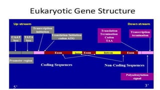 Ultra fine structure of gene | PPTX