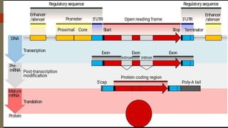 Ultra fine structure of gene | PPTX