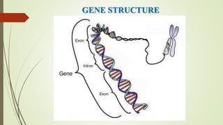 Ultra fine structure of gene | PPTX