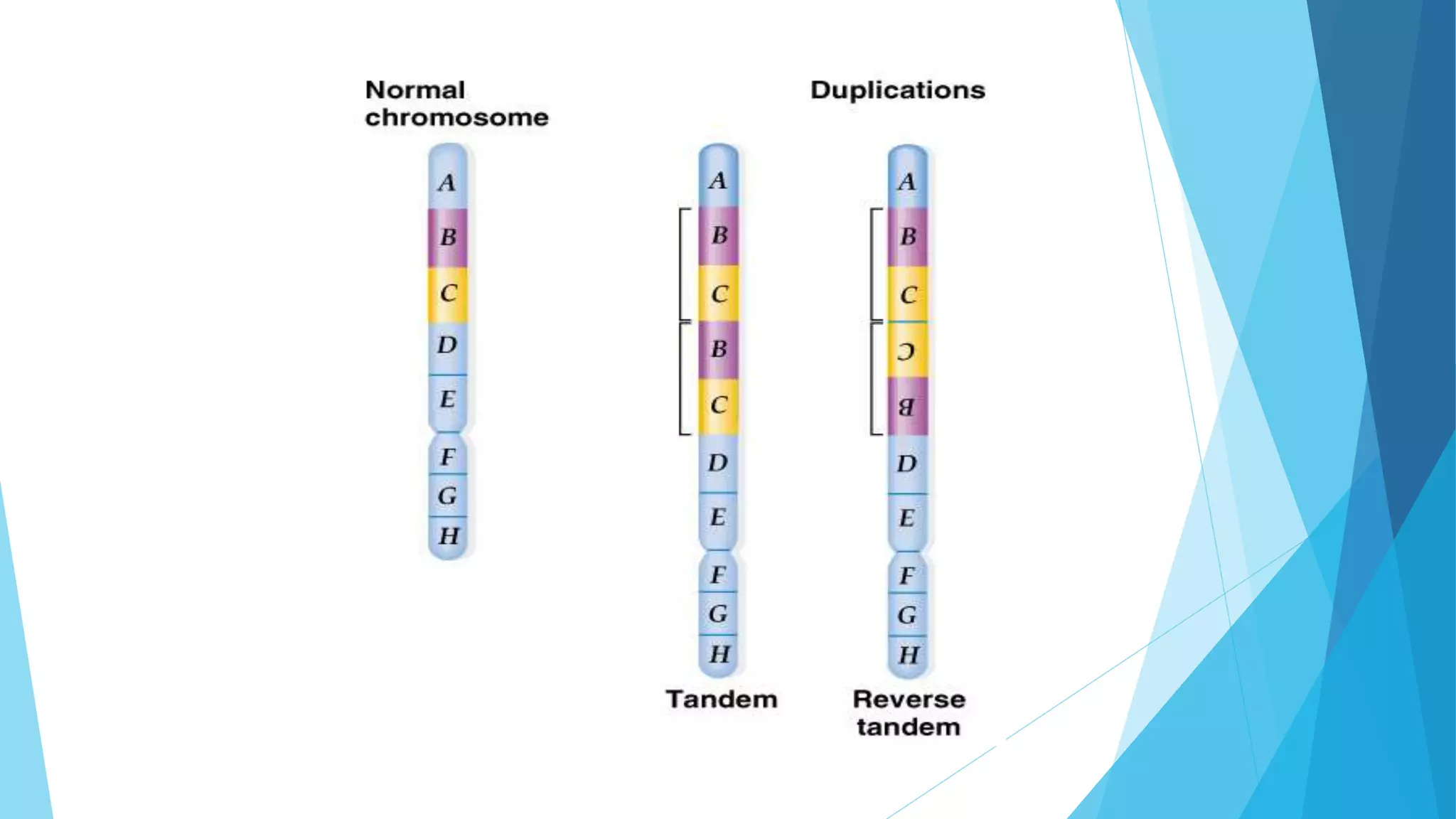 CHROMOSOME and CHROMOSOMAL ABERRATIONS | PPTX