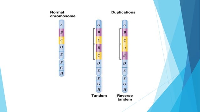 CHROMOSOME and CHROMOSOMAL ABERRATIONS | PPTX