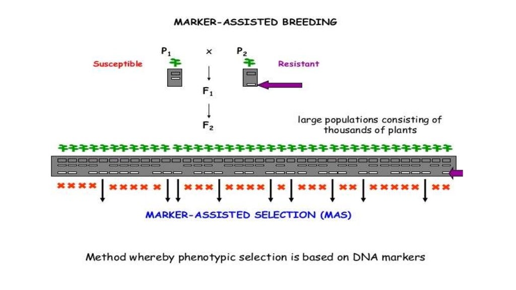 marker assisted selection