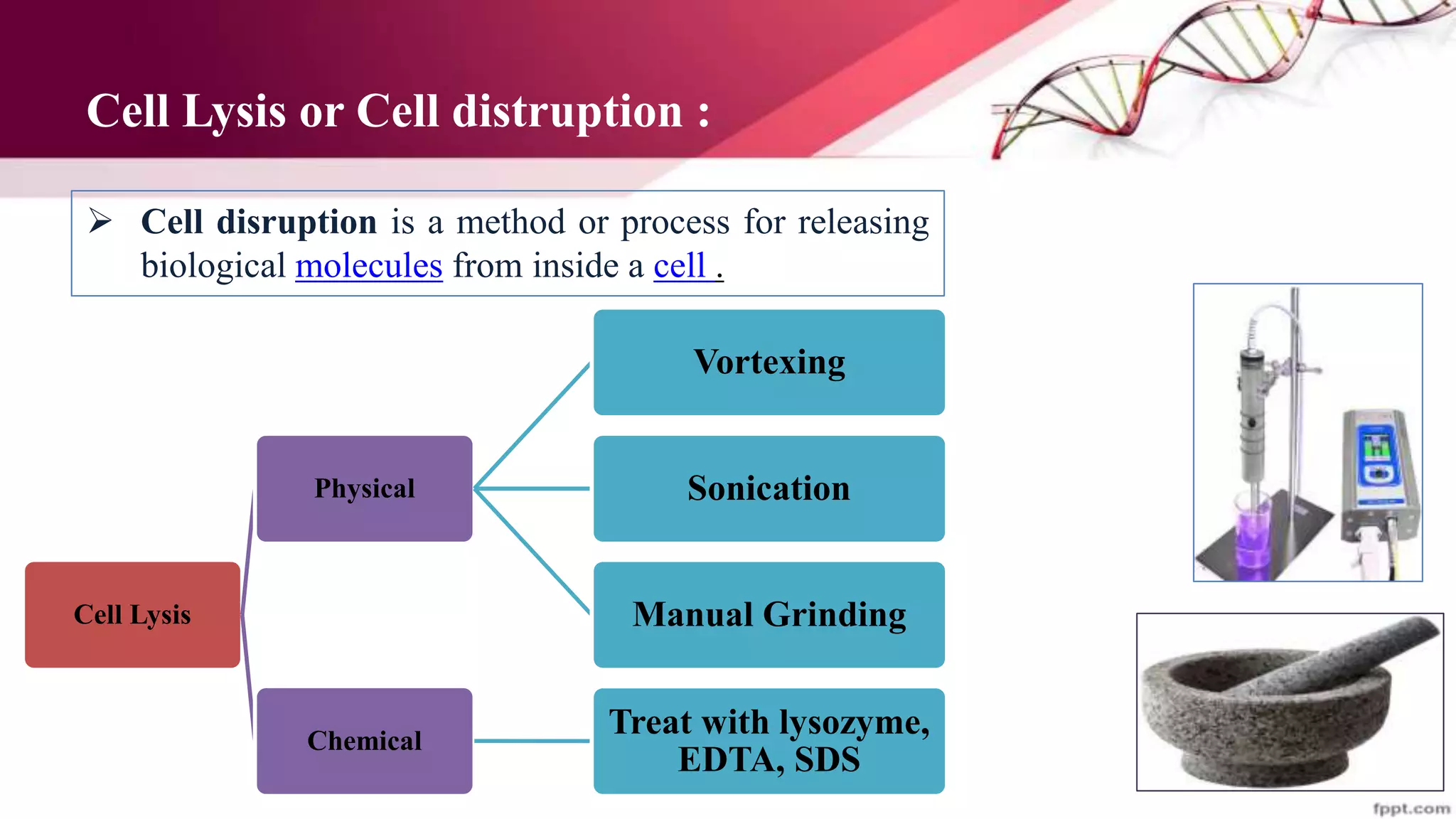 Techniques of DNA Extraction, Purification and Quantification | PPTX