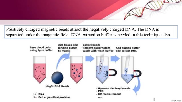 Techniques of DNA Extraction, Purification and Quantification | PPTX ...
