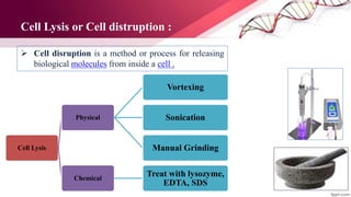 Techniques of DNA Extraction, Purification and Quantification | PPTX