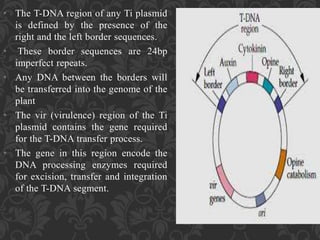 GENE TRANSFER.pptx