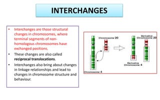 Multiple interchanges | PPTX