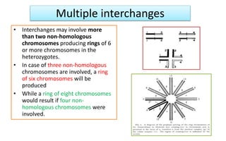 Multiple interchanges | PPTX