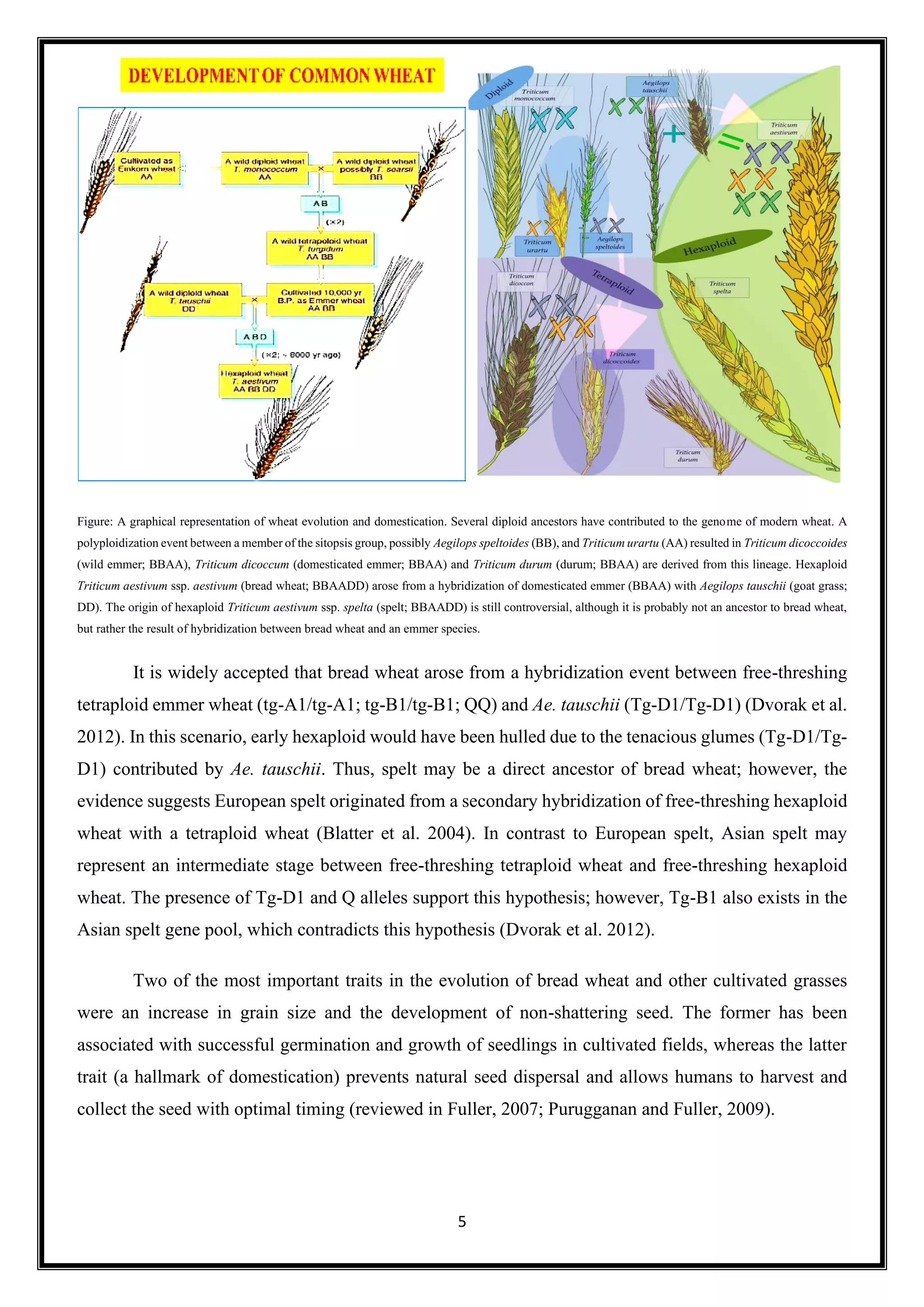 Wheat-Centre of origin, evolution and diploidization | PDF | Gardening ...