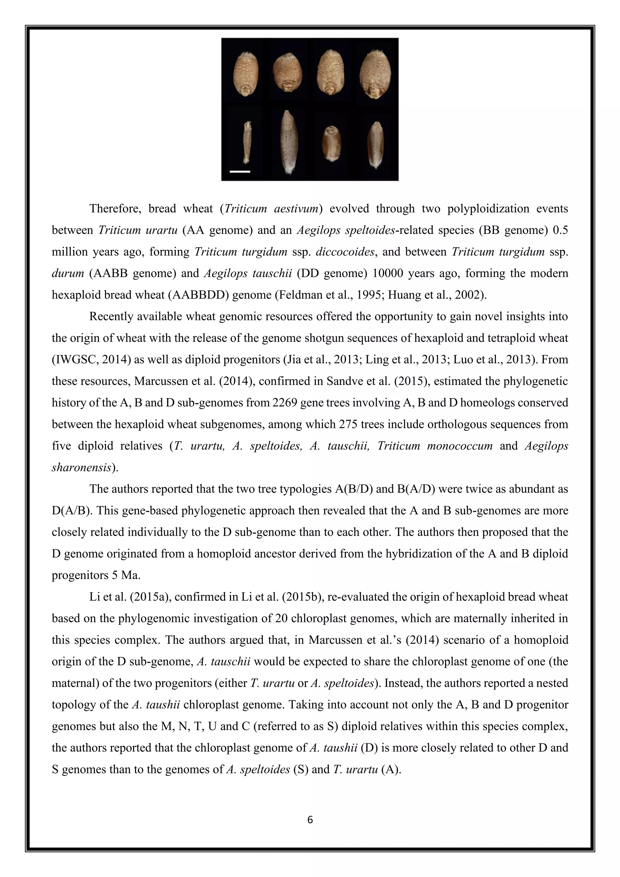 Wheat-Centre of origin, evolution and diploidization | PDF