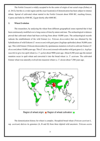 Wheat-Centre of origin, evolution and diploidization | PDF