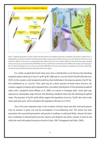 Wheat-Centre of origin, evolution and diploidization | PDF
